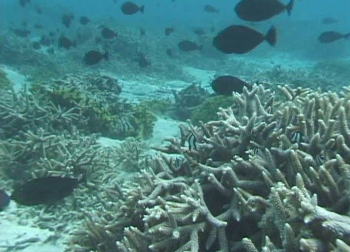 Guam's coral reefs being marketed as major attraction - KUAM.com-KUAM ...