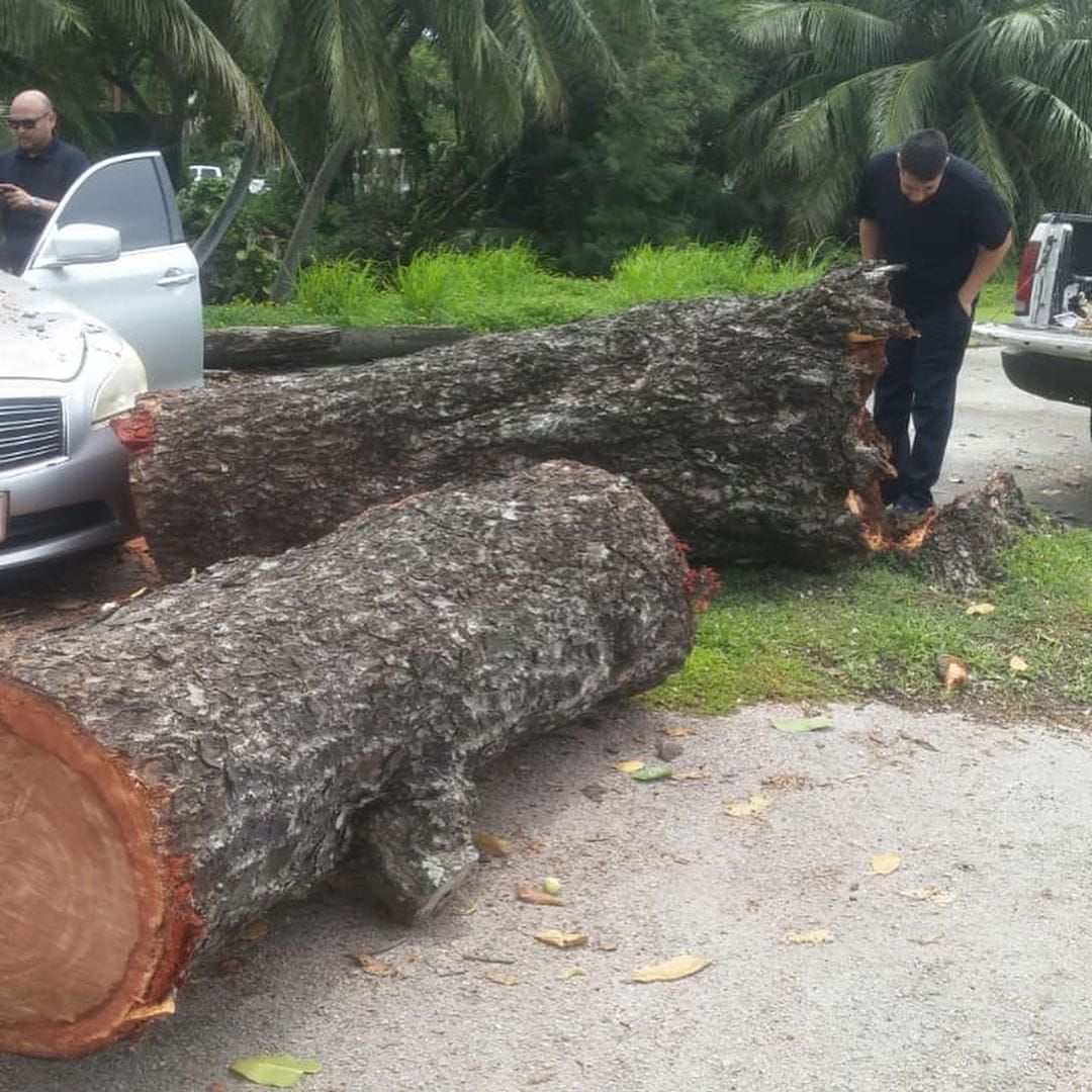 Ulitao gives life to fallen da'ok tree - KUAM.com- KUAM News: On Air ...