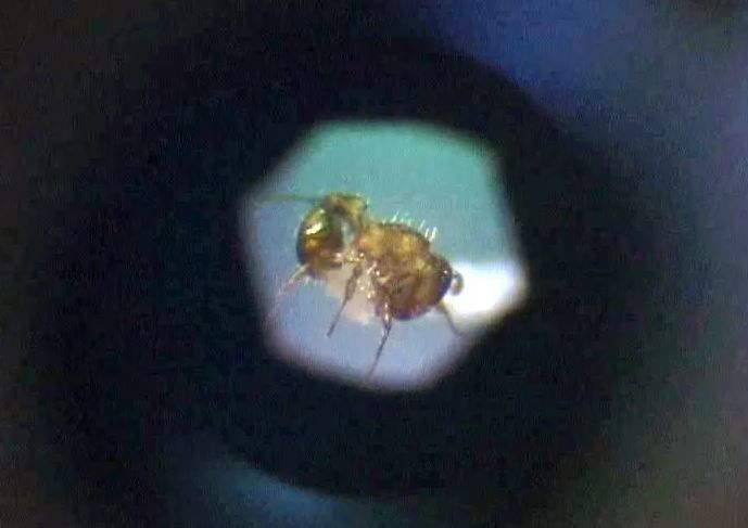 Little fire ant expert says pest came to Guam from Hawaii - KUAM.com ...