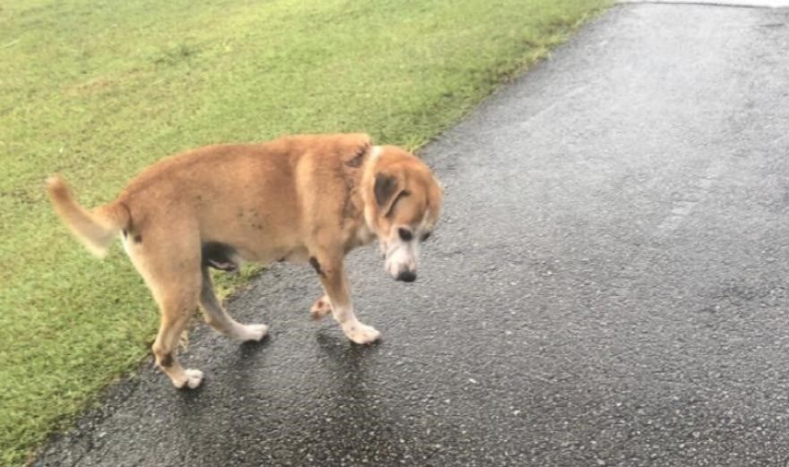 Deep gash on 'friendliest dog' likely wasn't an accident or out of self ...