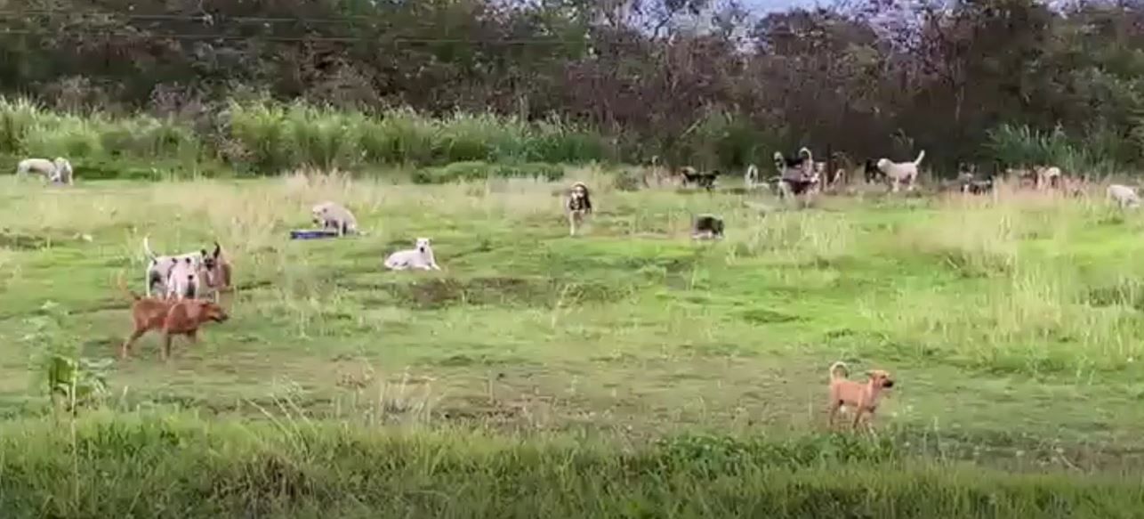 "Herd of dogs" video raises concerns throughout Guam - KUAM.com- KUAM ...