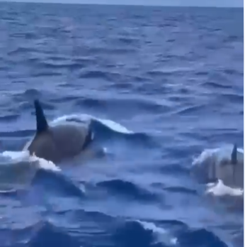Orcas spotted off Orote Point - KUAM.com- KUAM News: On Air. Online. On ...