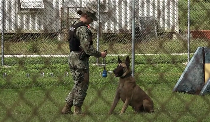 A closer look Naval Base Guam's working dog unit - KUAM.com- KUAM News ...