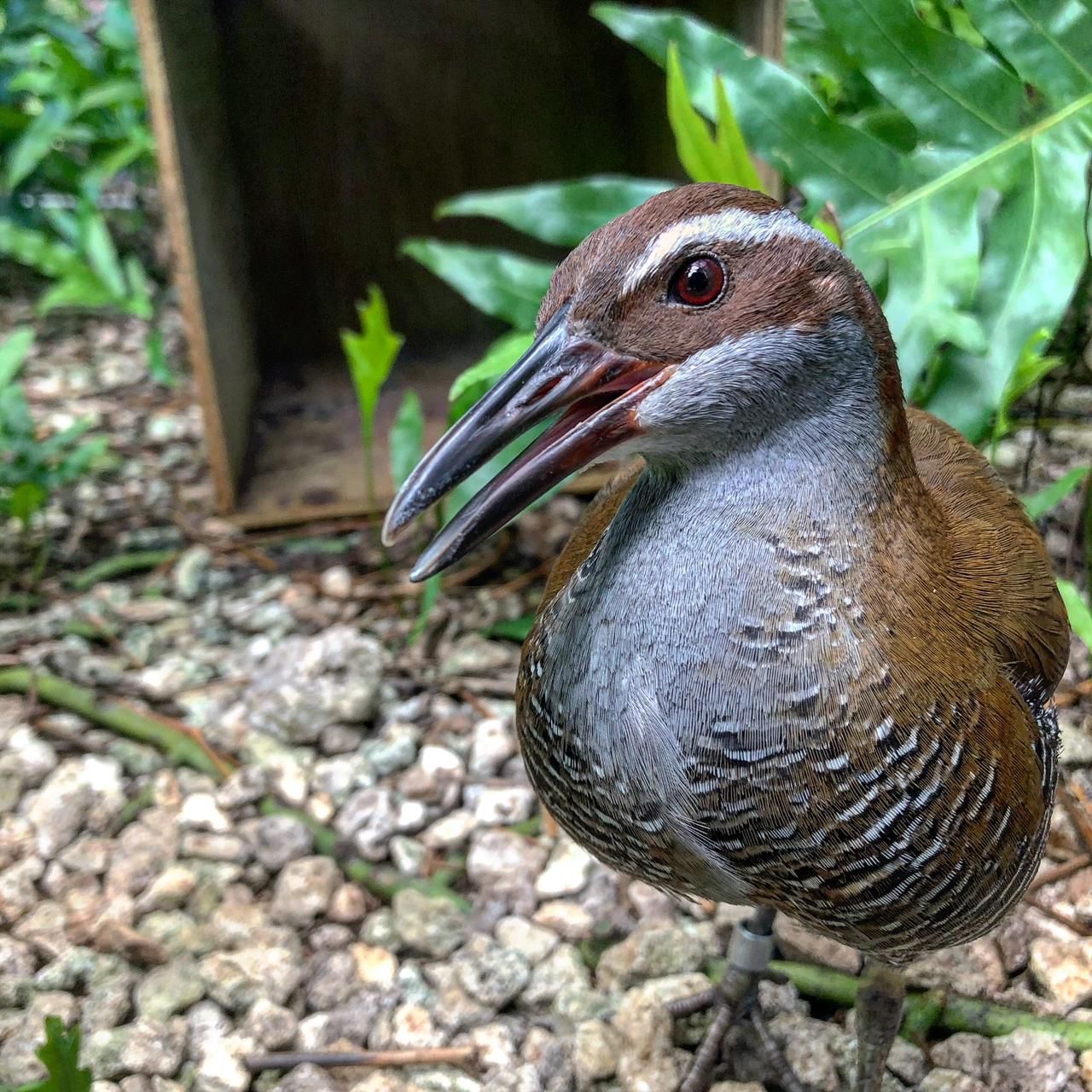 Guam down to 79 ko'ko' birds with the death of beloved Buenas - KUAM ...