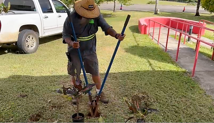 CNMI Forestry leads campus tree planting effort - KUAM.com- KUAM News ... CNMI Forestry leads campus tree planting effort - KUAM.com- KUAM News ...
