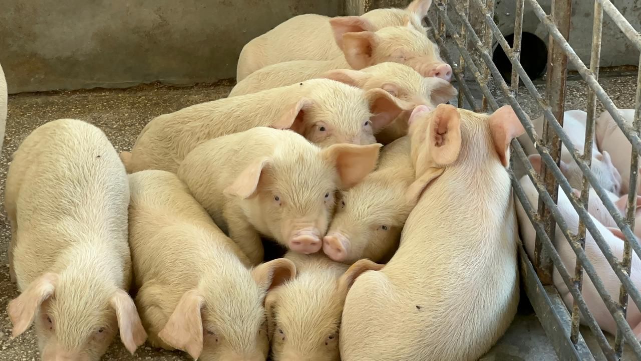 Saipan piggery carries family legacy - KUAM.com-KUAM News: On Air ...