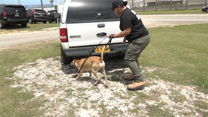 Rescue dogs from Oahu and Guam trained to sniff-out coconut rhino ...