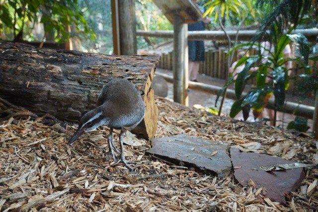 Flight of the Sihek: What the Guam Rail teaches us (Part 6) - KUAM.com ...