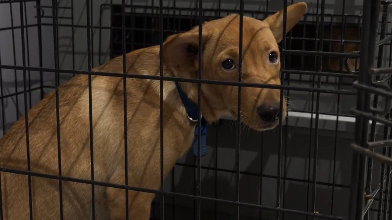 SNIP clinic reaches 4,000 surgeries in under two years - KUAM.com- KUAM ...