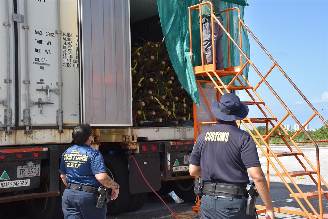 Guam Customs inspects fresh Christmas trees for invasive pests and ...