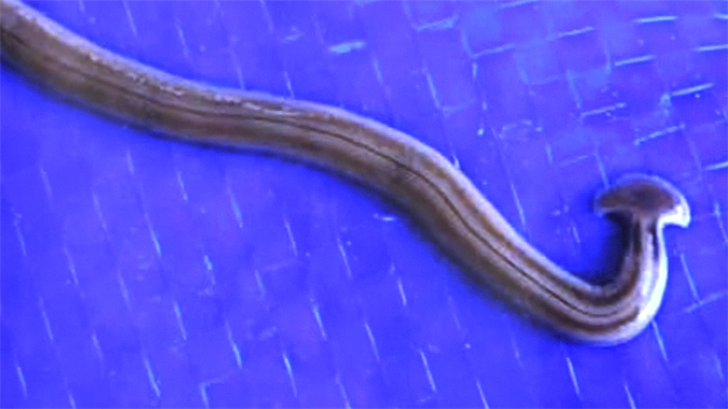 Expert debunks rumor of invasive and toxic hammerhead worm on Guam ...