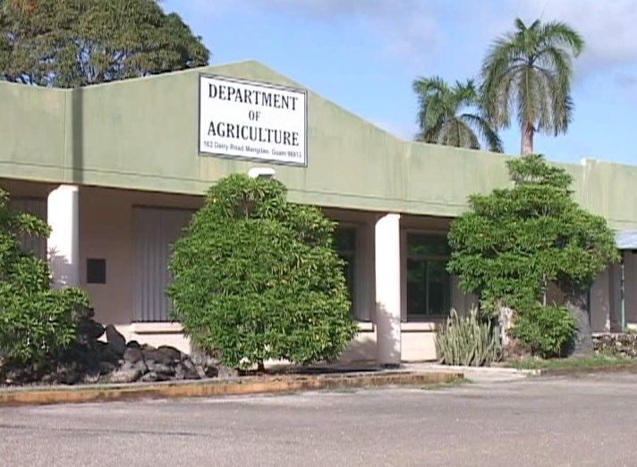 Invasive plants making a big impact on Guam - KUAM.com- KUAM News: On ...